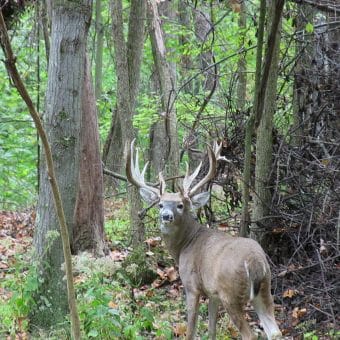 KG Deer Ranch | Ohio Trophy Whitetail - Guided Deer & Elk Hunts