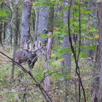 KG Deer Ranch | Ohio Trophy Whitetail - Guided Deer & Elk Hunts