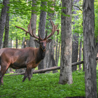 KG Deer Ranch | Ohio Trophy Whitetail - Guided Deer & Elk Hunts