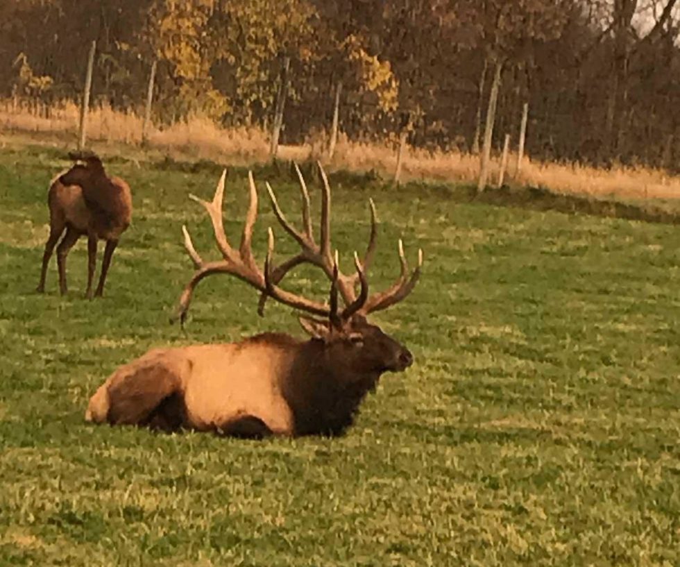 On The Ranch - KG Deer Ranch